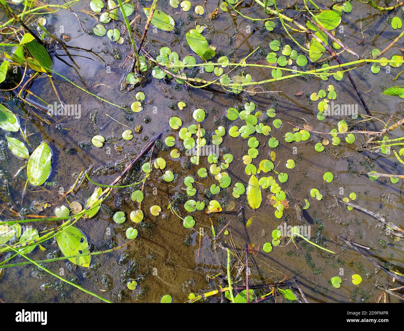 The green leaves of aquatic plants float on the surface of the water ...