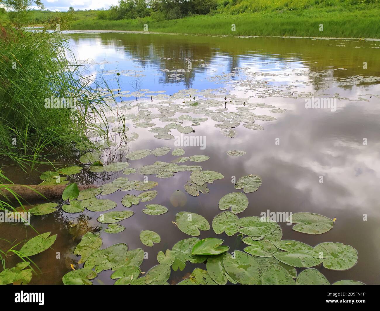 The green leaves of aquatic plants float on the surface of the water ...