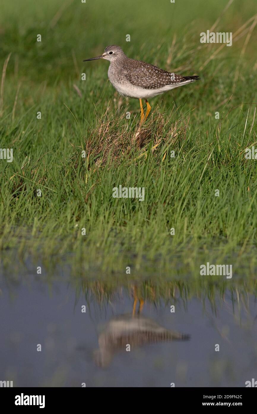 Lesser Yellowlegs (Tringa flavipes Stock Photo - Alamy