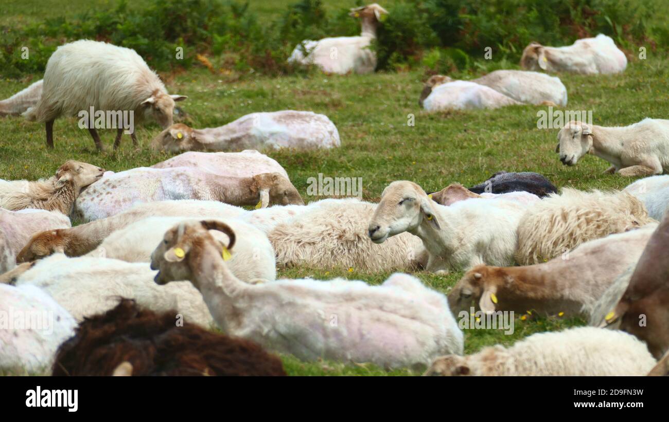 Flock of sheep resting in the bush Stock Photo - Alamy