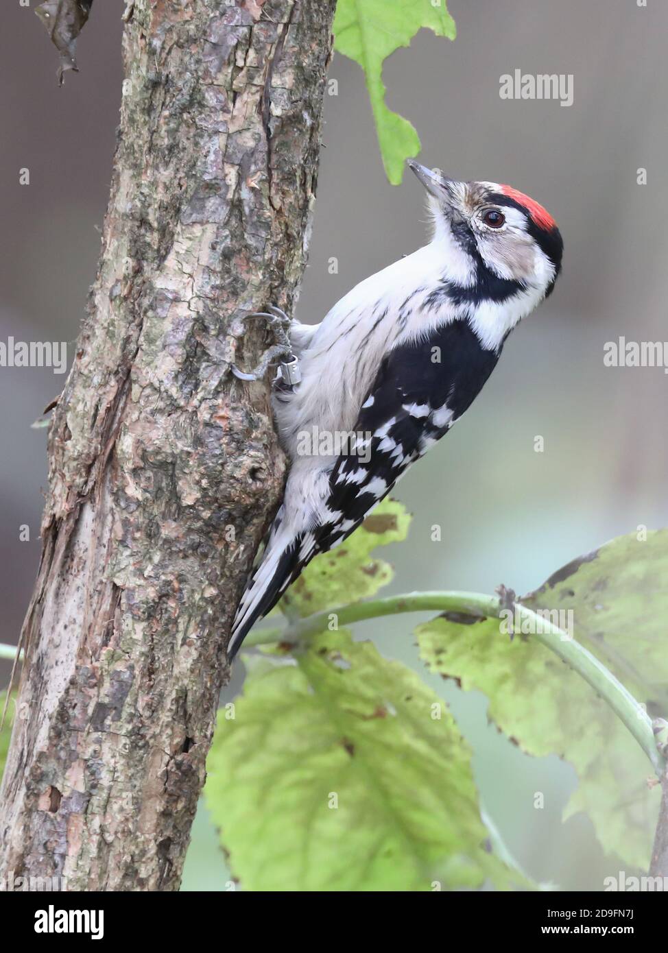Lesser spotted woodpecker Stock Photo - Alamy