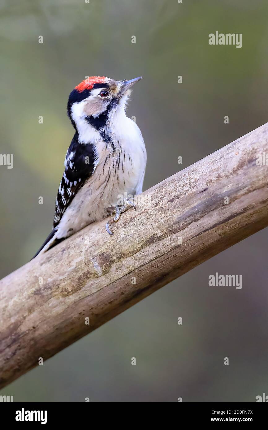 Lesser spotted woodpecker Stock Photo - Alamy