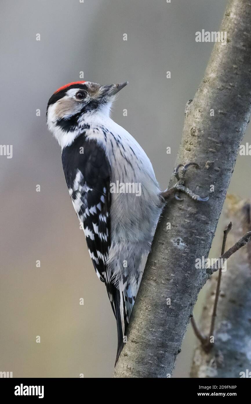 Lesser spotted woodpecker Stock Photo - Alamy