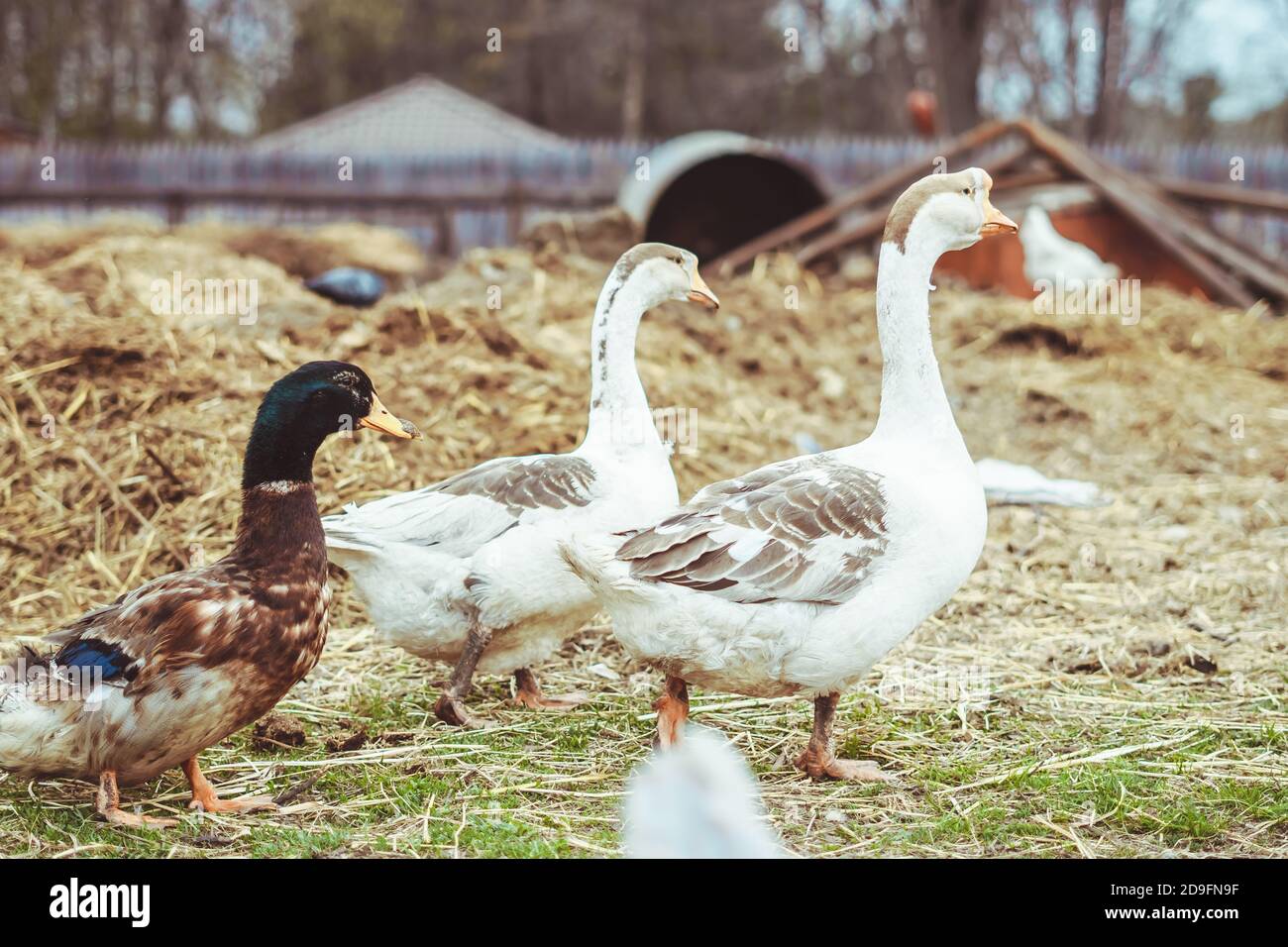 goose walks around the yard Stock Photo - Alamy