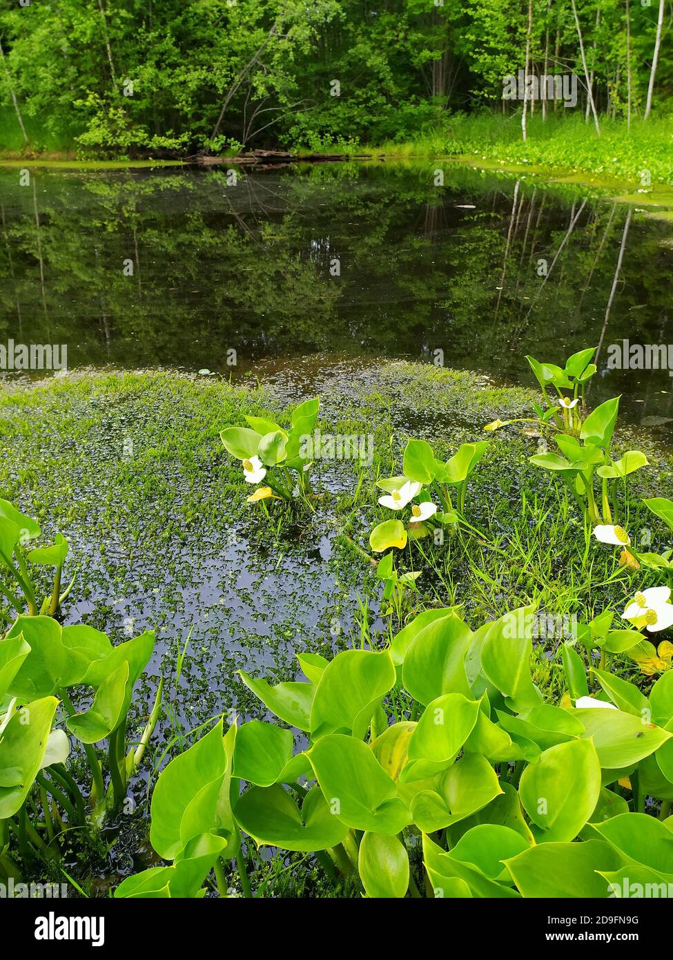 The green leaves of aquatic plants float on the surface of the water ...