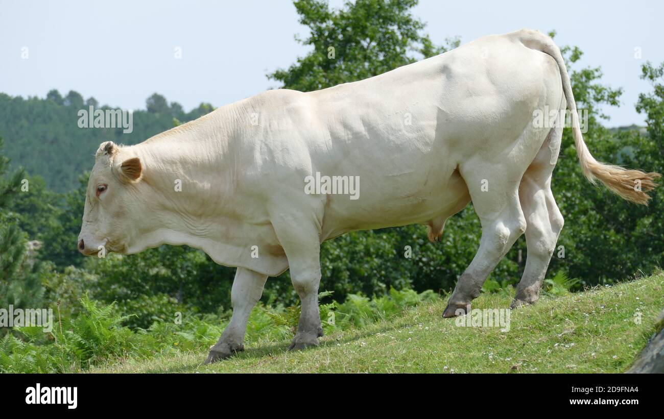 Ox Down High Resolution Stock Photography and Images - Alamy