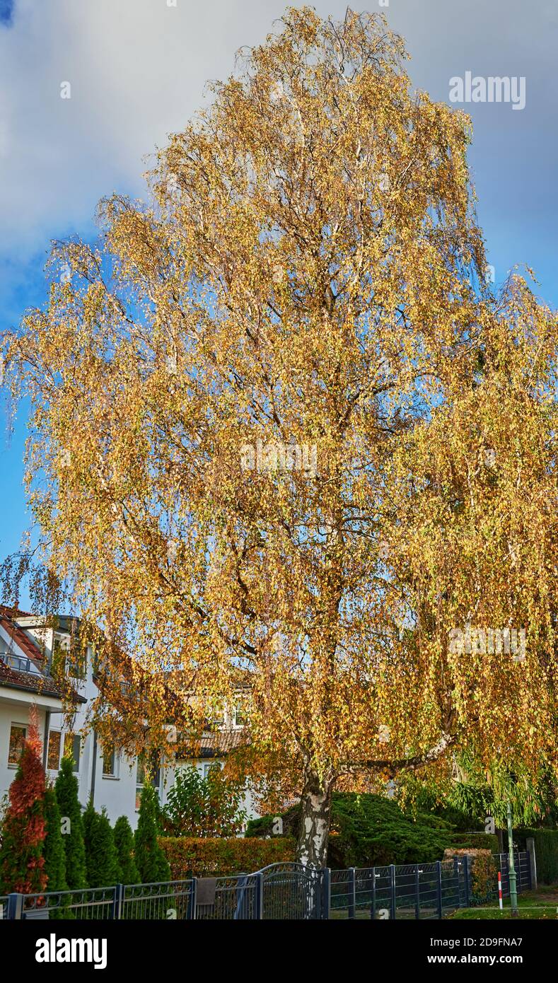 Colorful autumn leaves of a birch tree (genus Betula) in the sunlight ...