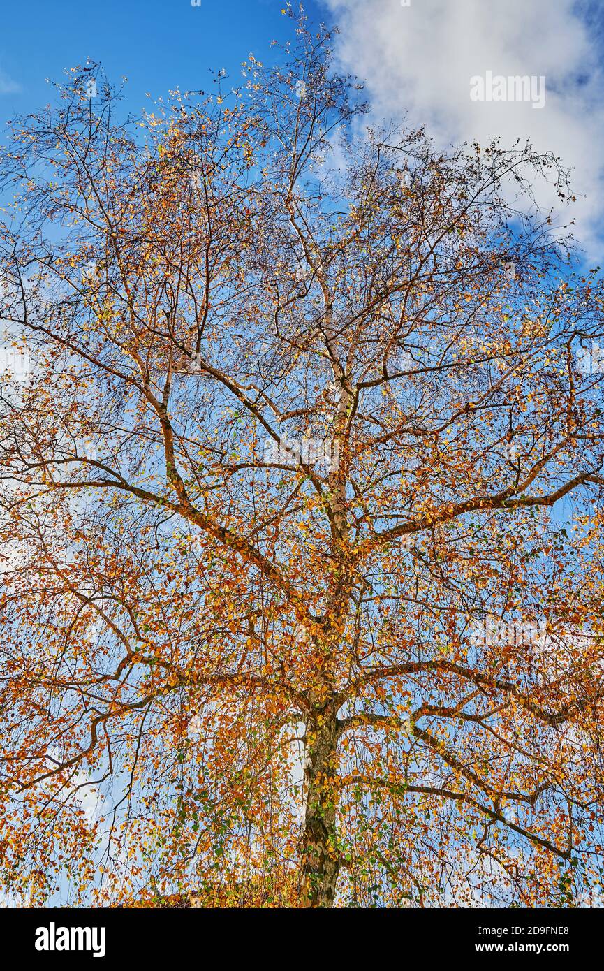 Colorful autumn leaves of a birch tree (genus Betula) in the sunlight ...