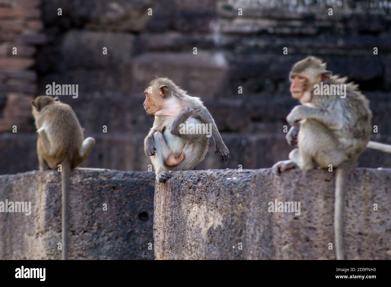 Japanese rampart hi-res stock photography and images - Alamy