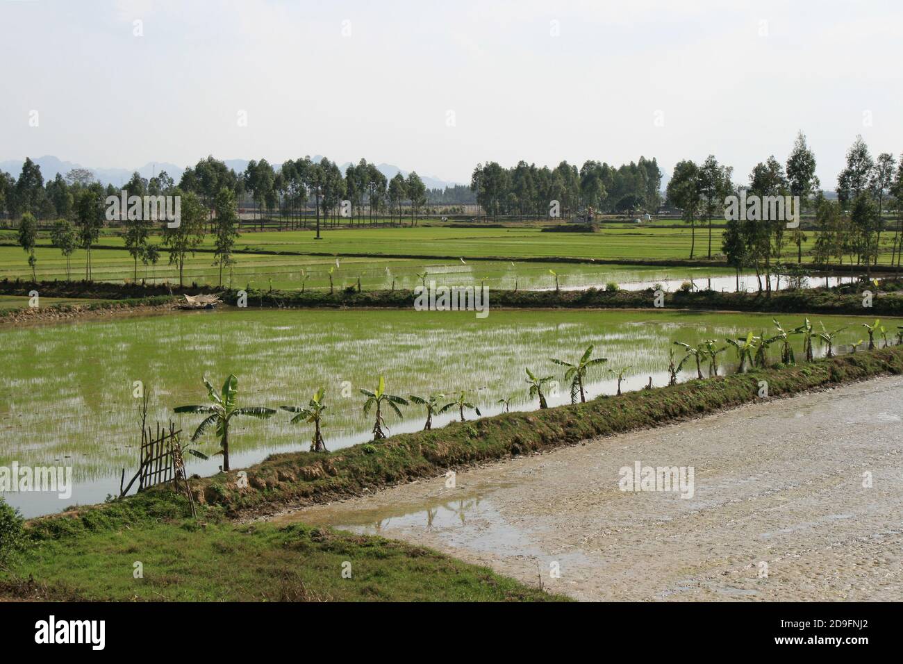 rice fields in north vietnam Stock Photo - Alamy