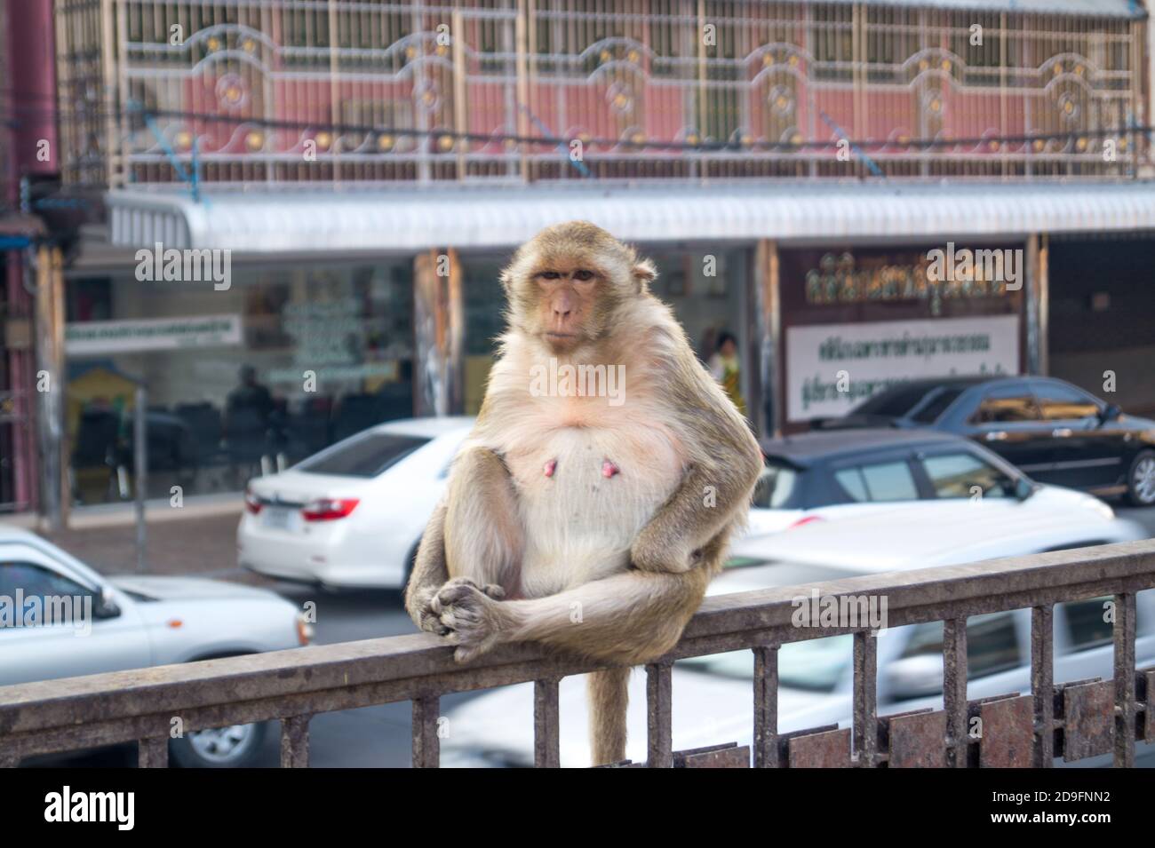 monkey sitting and looking funny into the camera Stock Photo - Alamy