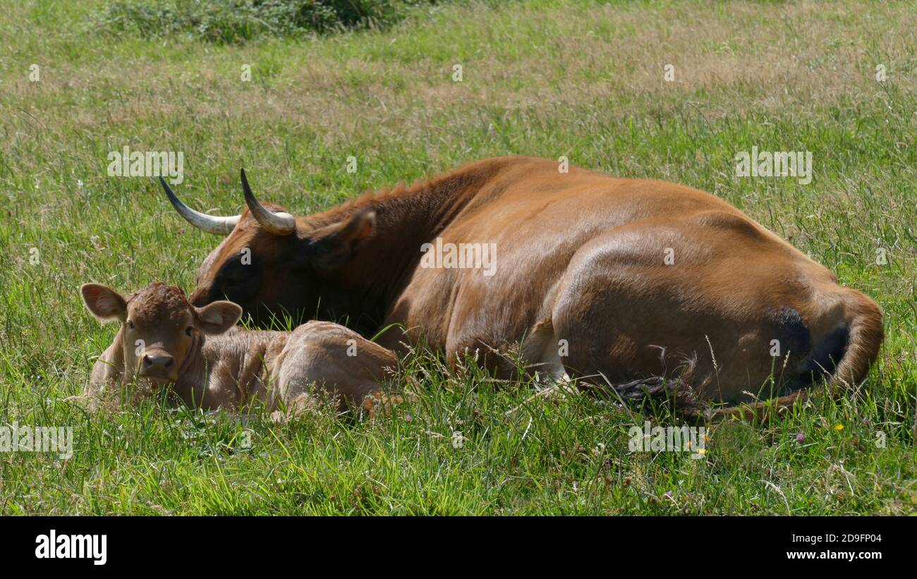 Cow and calf resting on the mountain in the sun Stock Photo - Alamy