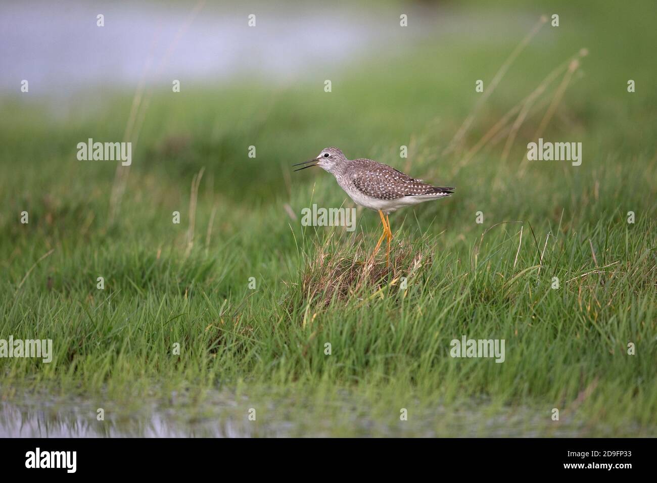 Lesser Yellowlegs (Tringa flavipes Stock Photo - Alamy
