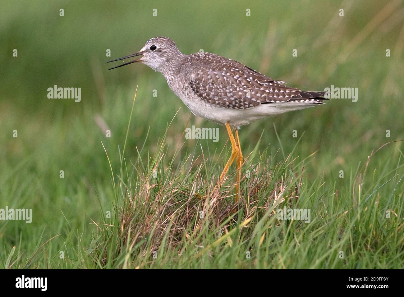 Lesser Yellowlegs (Tringa flavipes Stock Photo - Alamy