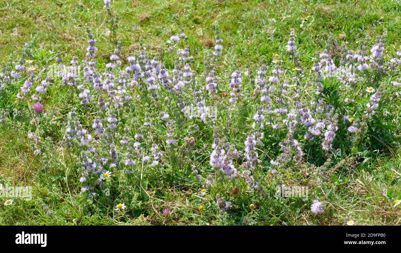 Without petals hi-res stock photography and images - Alamy