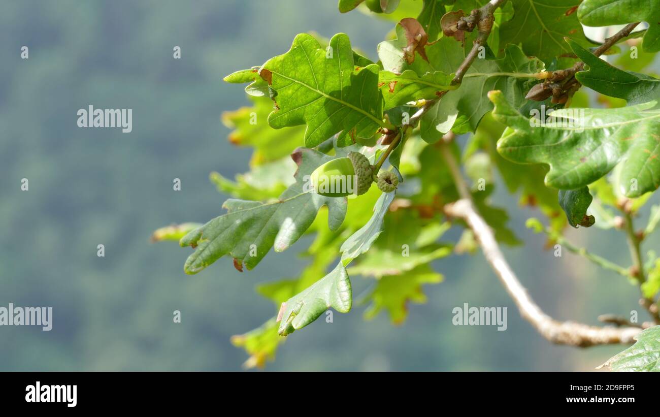Branch of an oak tree with acorns among the vegetation of the mountain ...
