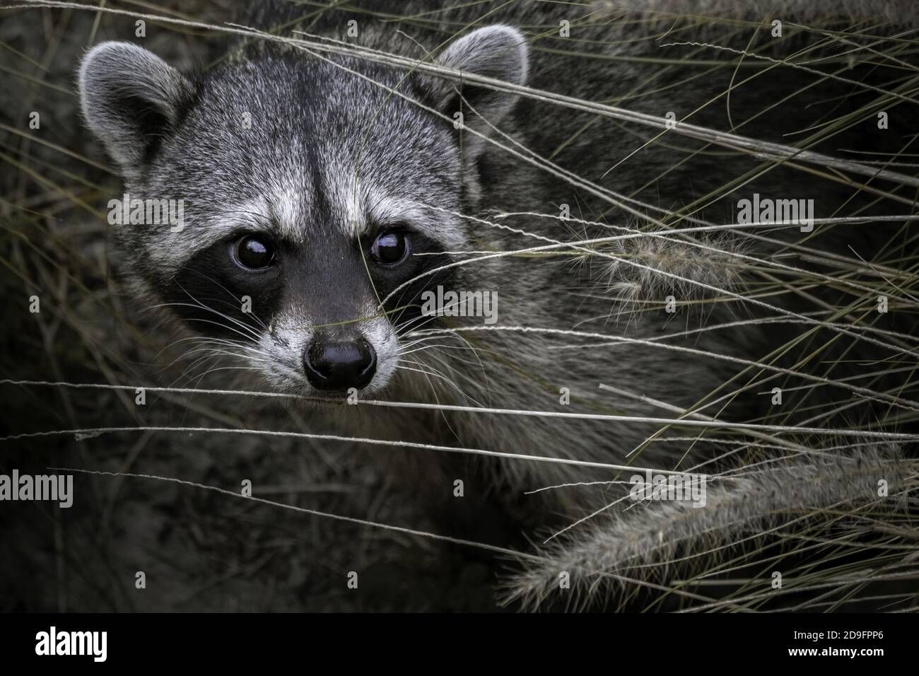 Cute raccoon face hi-res stock photography and images - Alamy