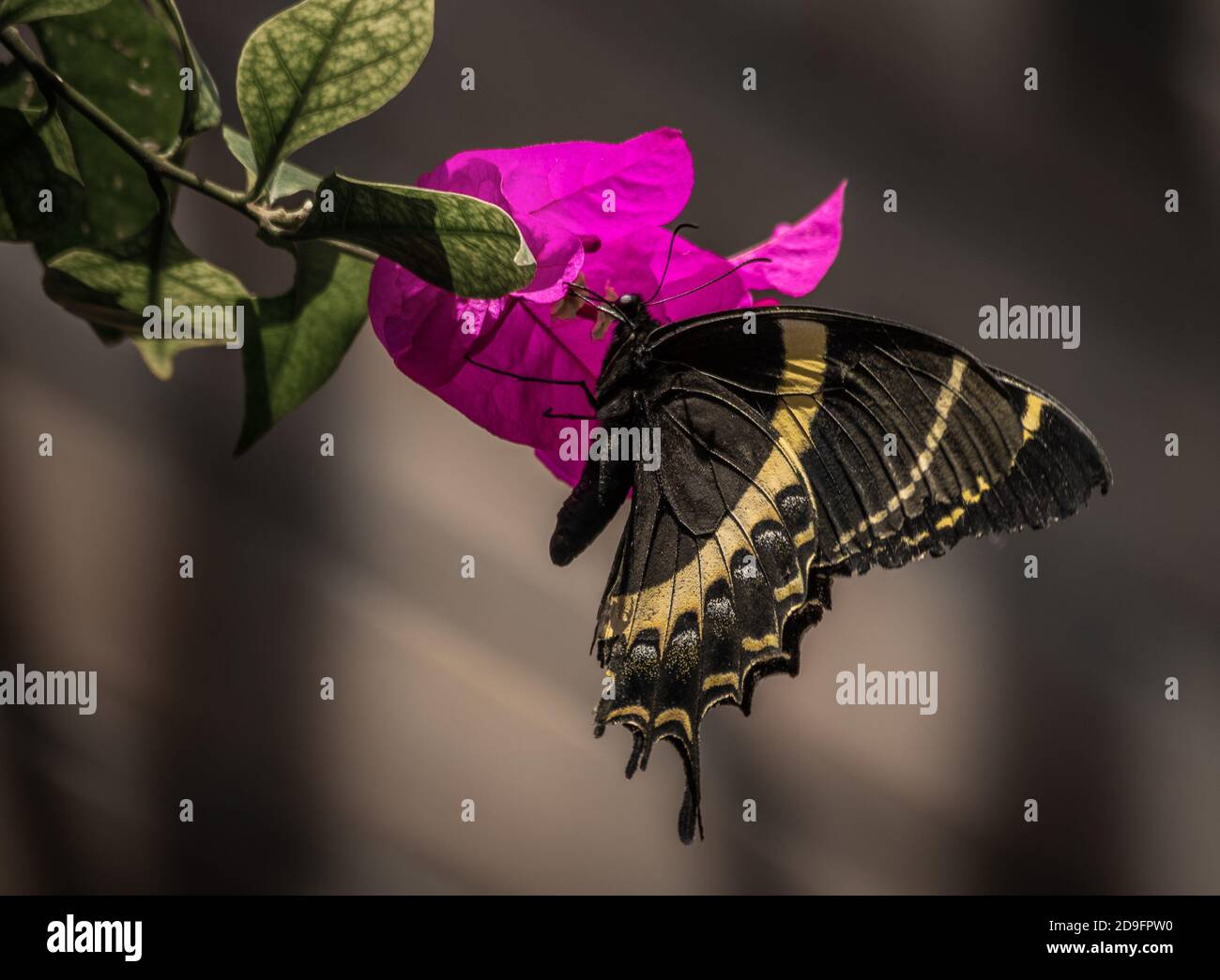 Royal purple and gold hi-res stock photography and images - Alamy