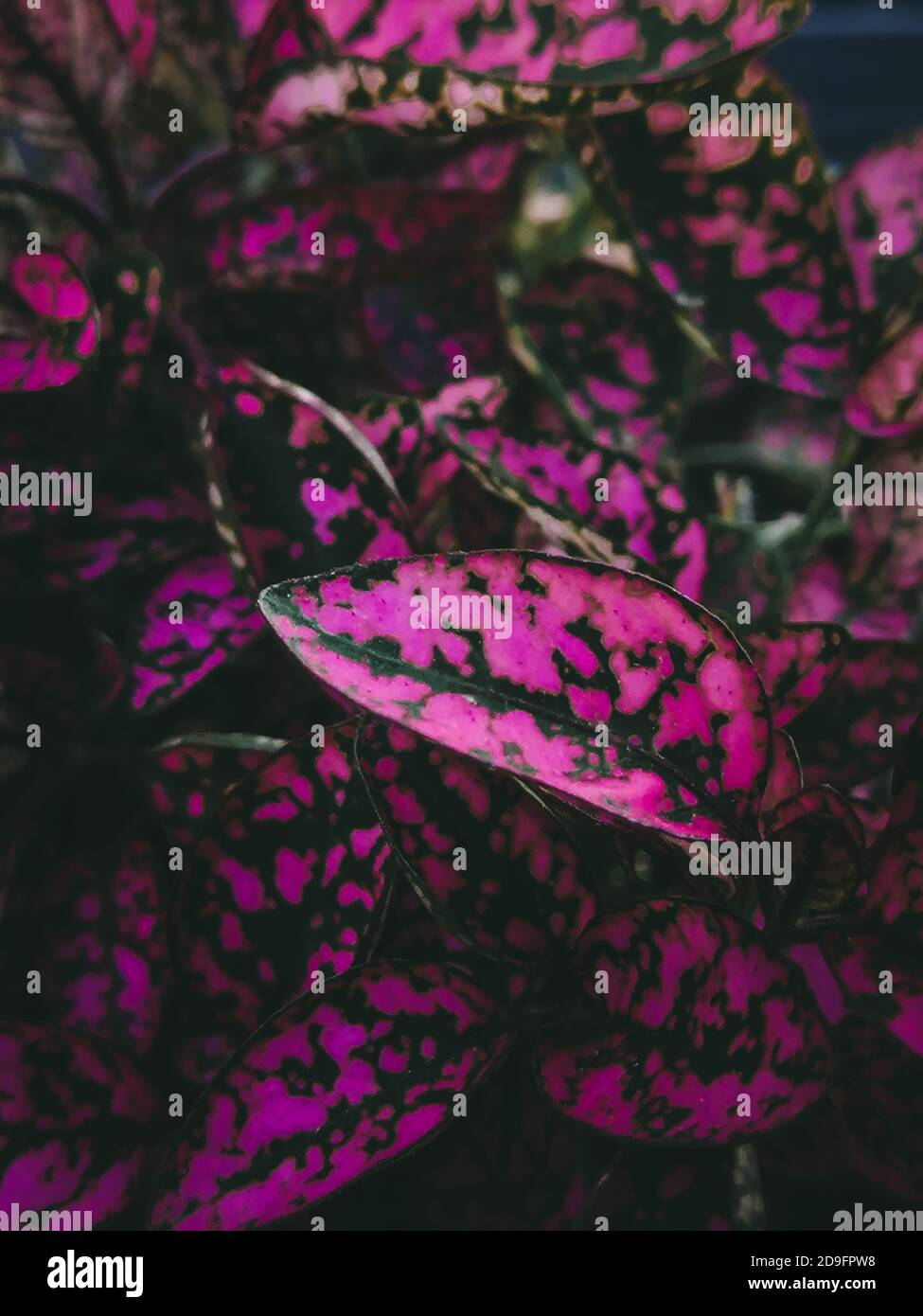 Vertical shot of hypoesthesia with purple leaves Stock Photo - Alamy