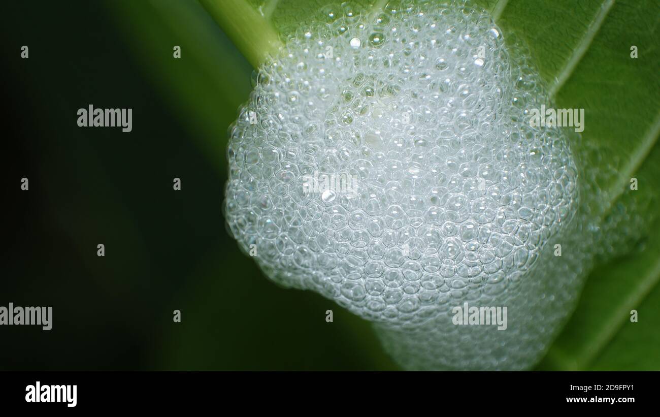 abstrack photo taken around the house in Malang, Indonesia Stock Photo ...
