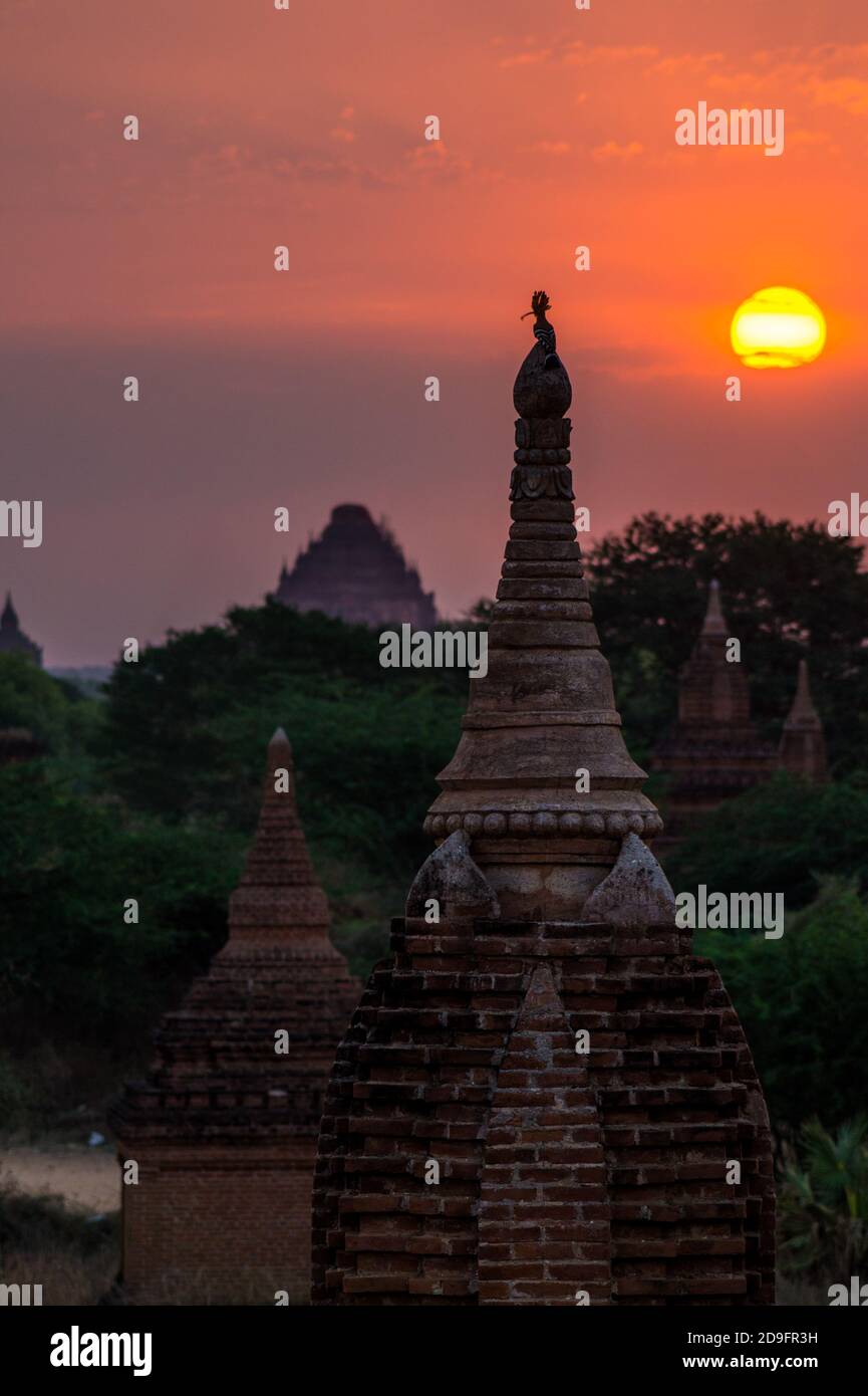 Bird of myanmar hi-res stock photography and images - Alamy