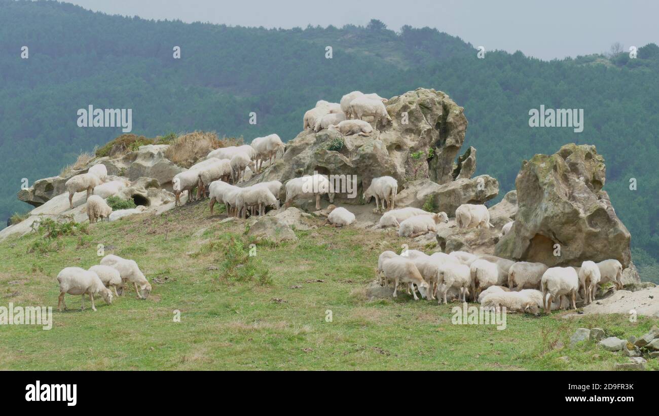 Flock of sheep resting on the rocks at the top of a mountain Stock ...