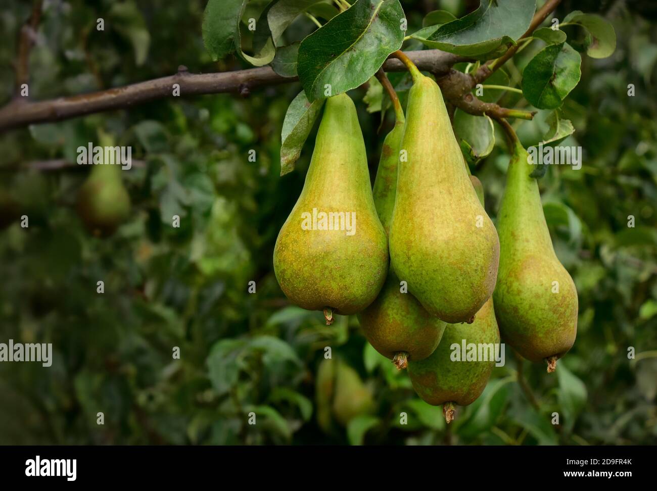 Bunch of pears hanging from a tree branch in an orchard, Haspengouw ...