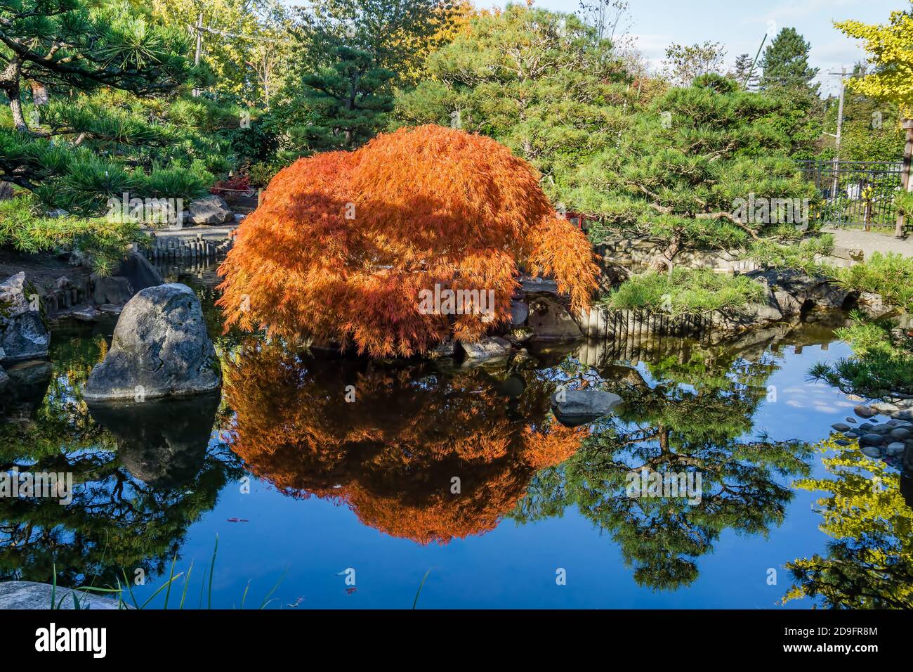 A pond and Japanese Maple tree in the fall. Shot taken in Seatac ...