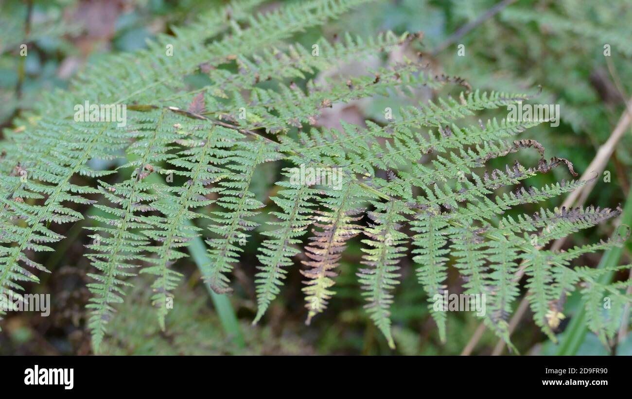 Fern in forest among hi-res stock photography and images - Alamy