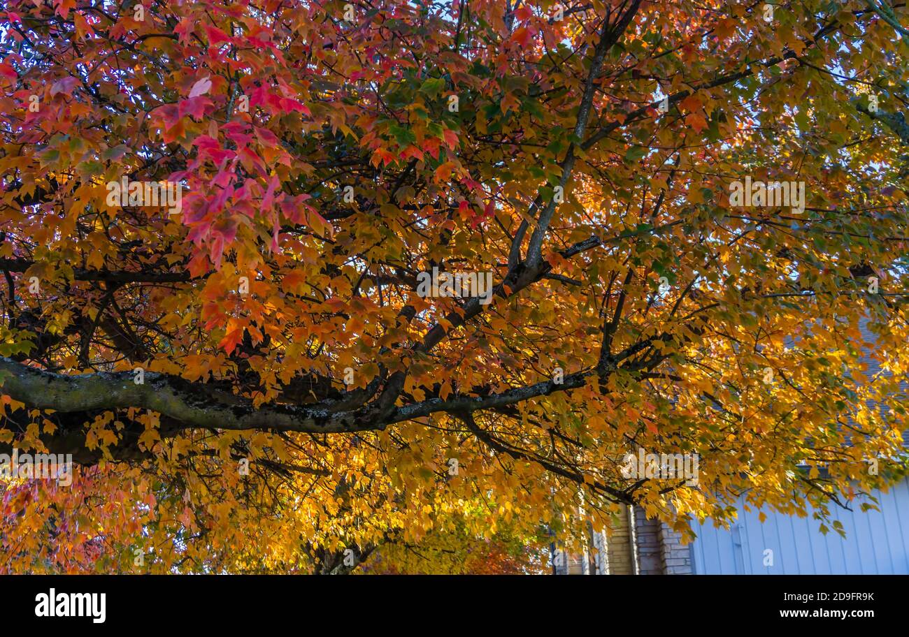 Autumn leaves burst with color on a street in Seatac, Washington Stock ...