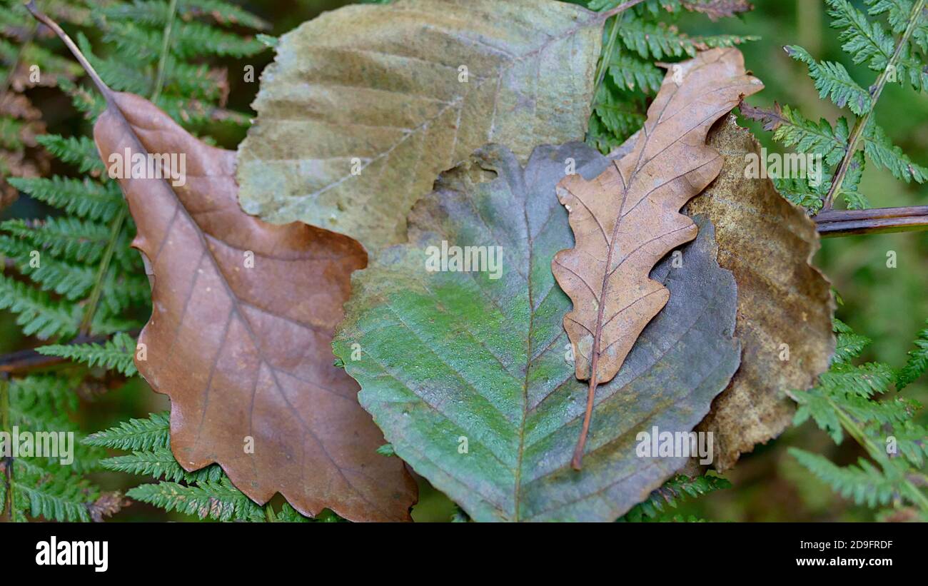 Dry leaves grouped in autumn among the vegetation of the forest Stock ...