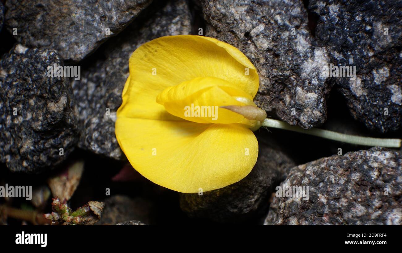 abstrack photo taken around the house in Malang, Indonesia Stock Photo ...