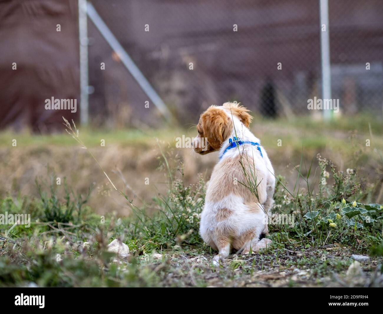 Back view of a cute Brittany puppy in a park Stock Photo - Alamy