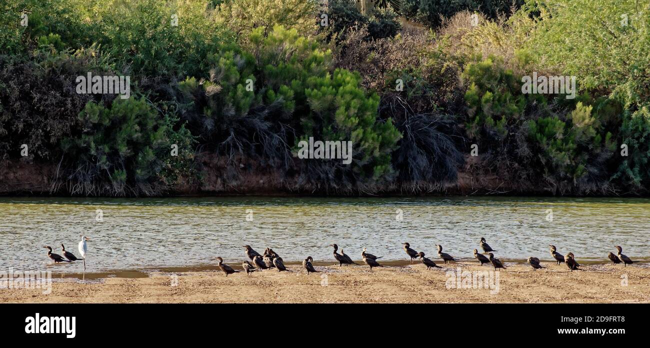 A different color bird in a group of birds of the same color Stock ...