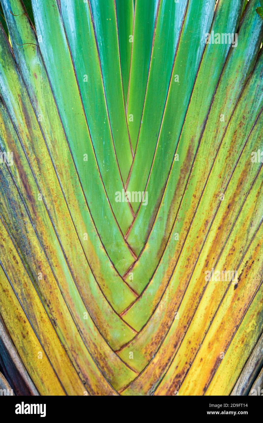 Close up detail of palm tree branches in the Amazon Rainforest in ...