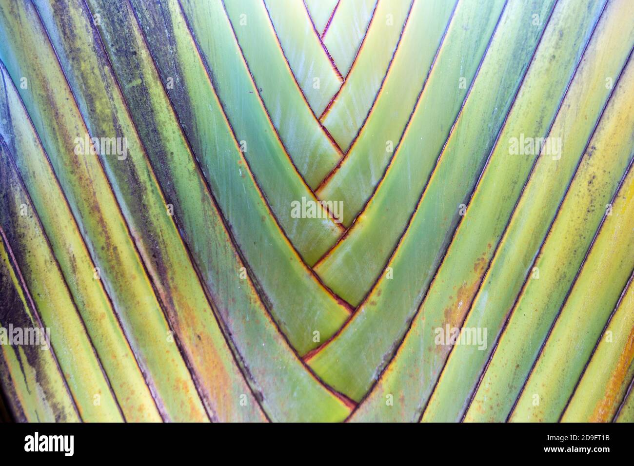 Amazon plant hi-res stock photography and images - Alamy