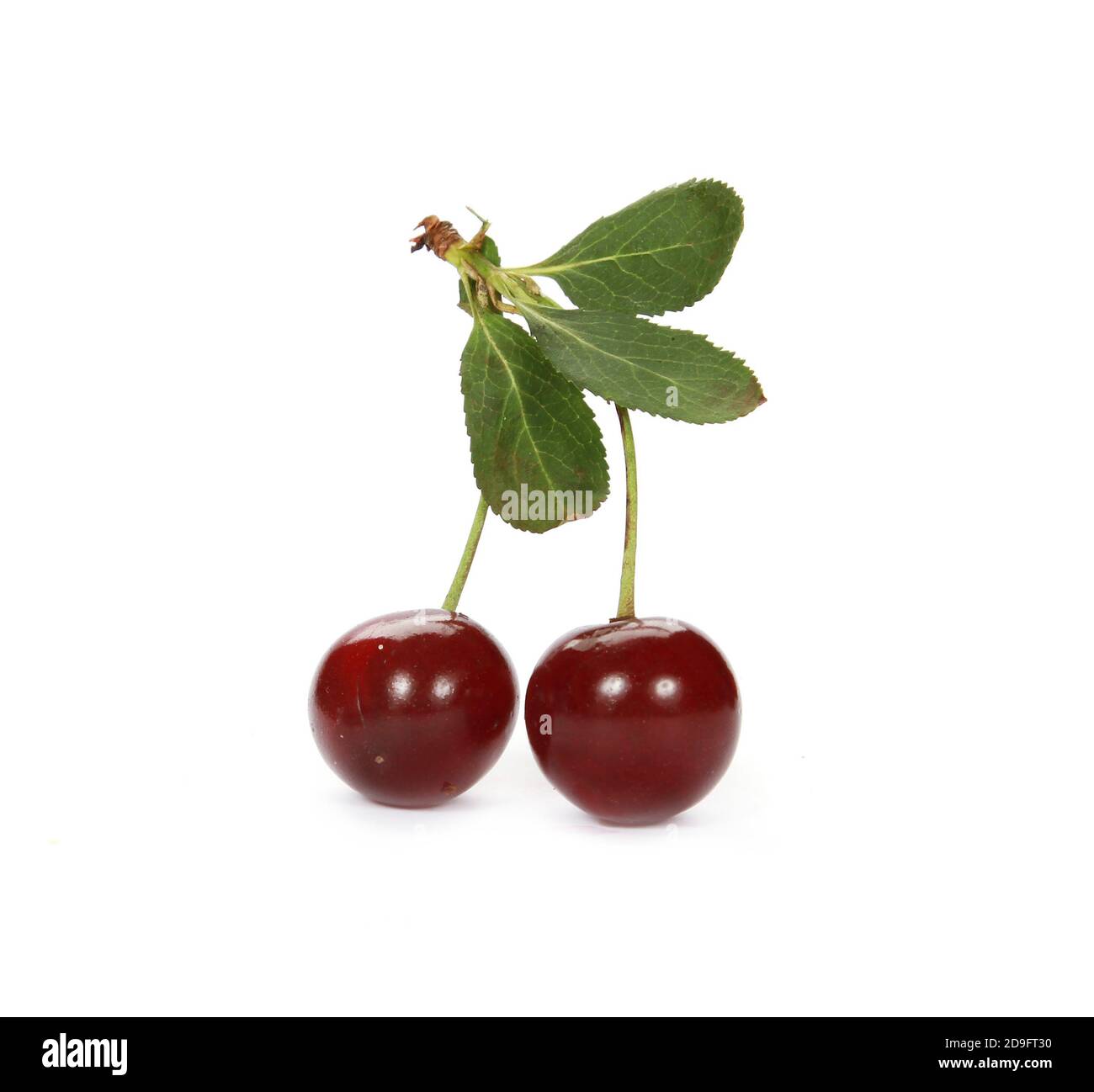 Cluster of juicy red cherries with stem leaves isolated on a white ...