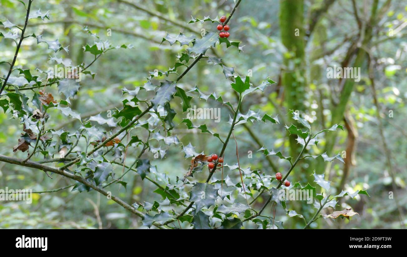 Branches of holly with seeds or red fruits Stock Photo - Alamy