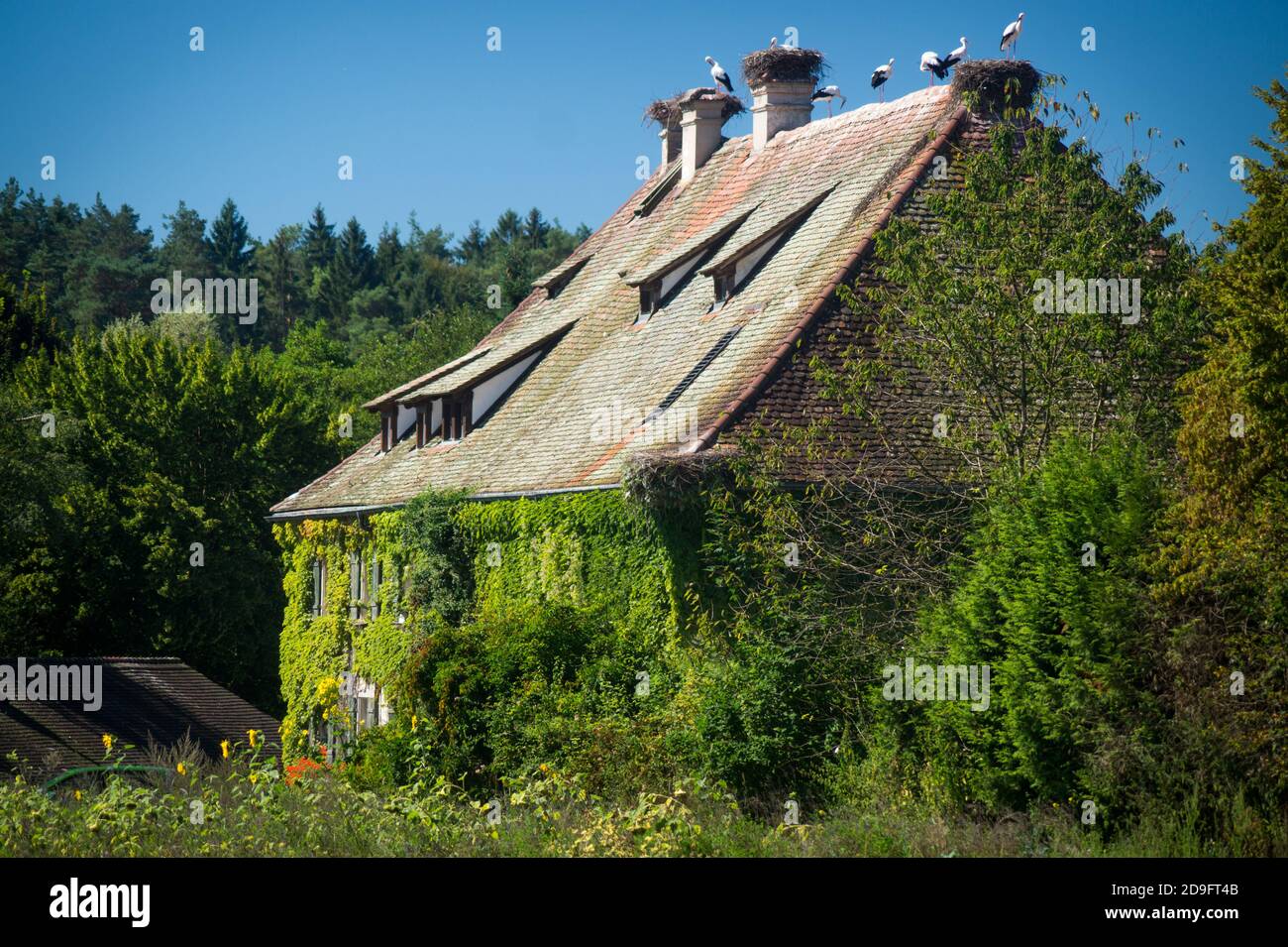Storks location hi-res stock photography and images - Alamy