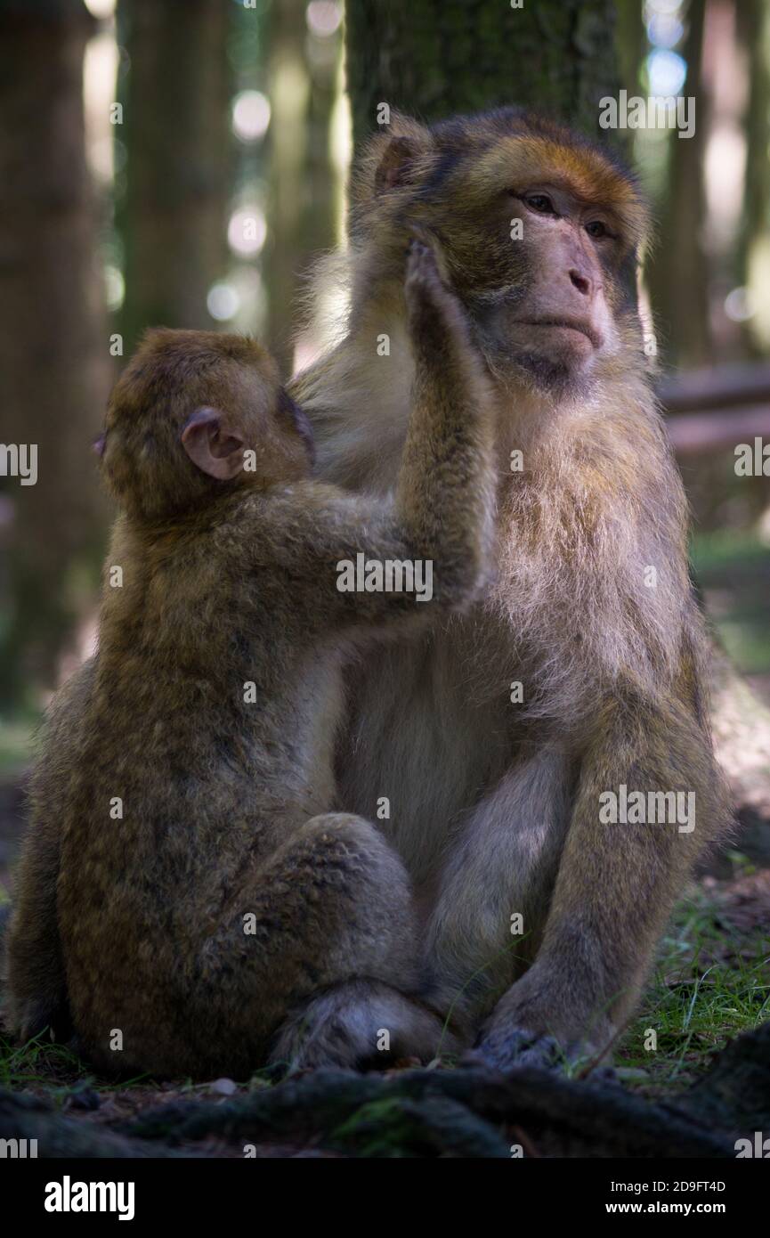 Monkey mother and child Stock Photo - Alamy