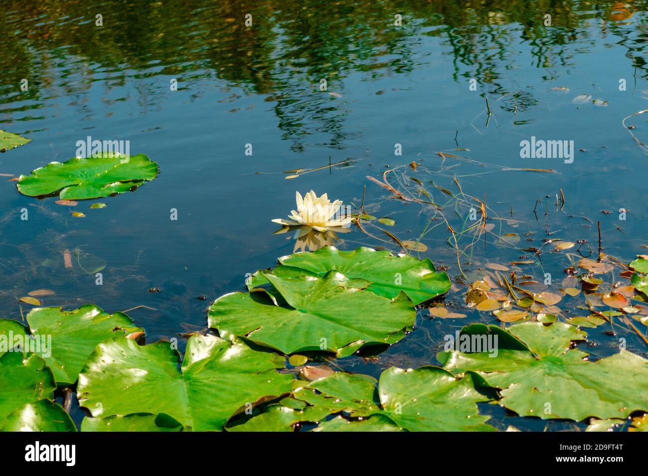 Water lily flowers in their natural habitat in Danube's delta natural ...