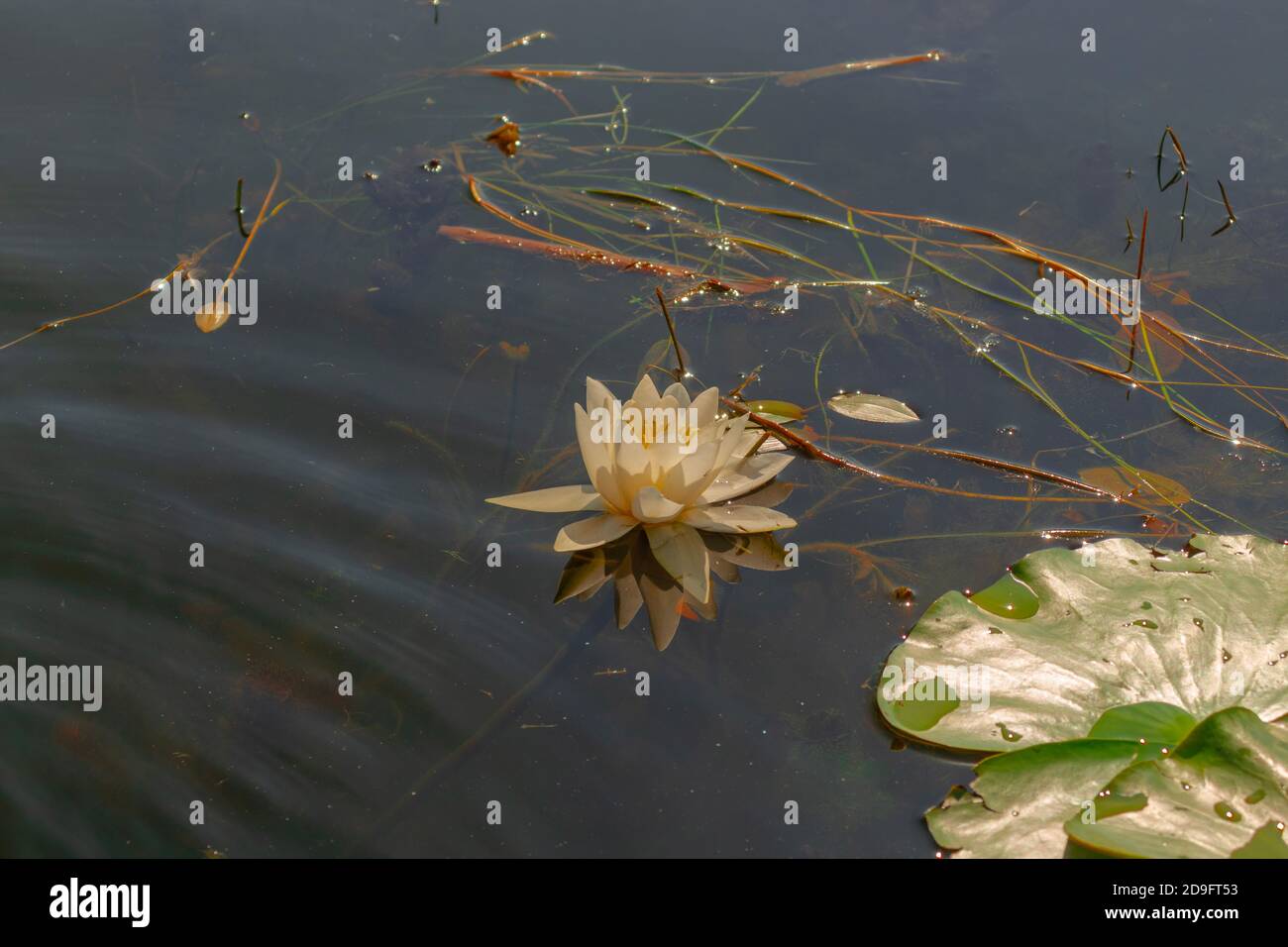 Water lily flowers in their natural habitat in Danube's delta natural ...