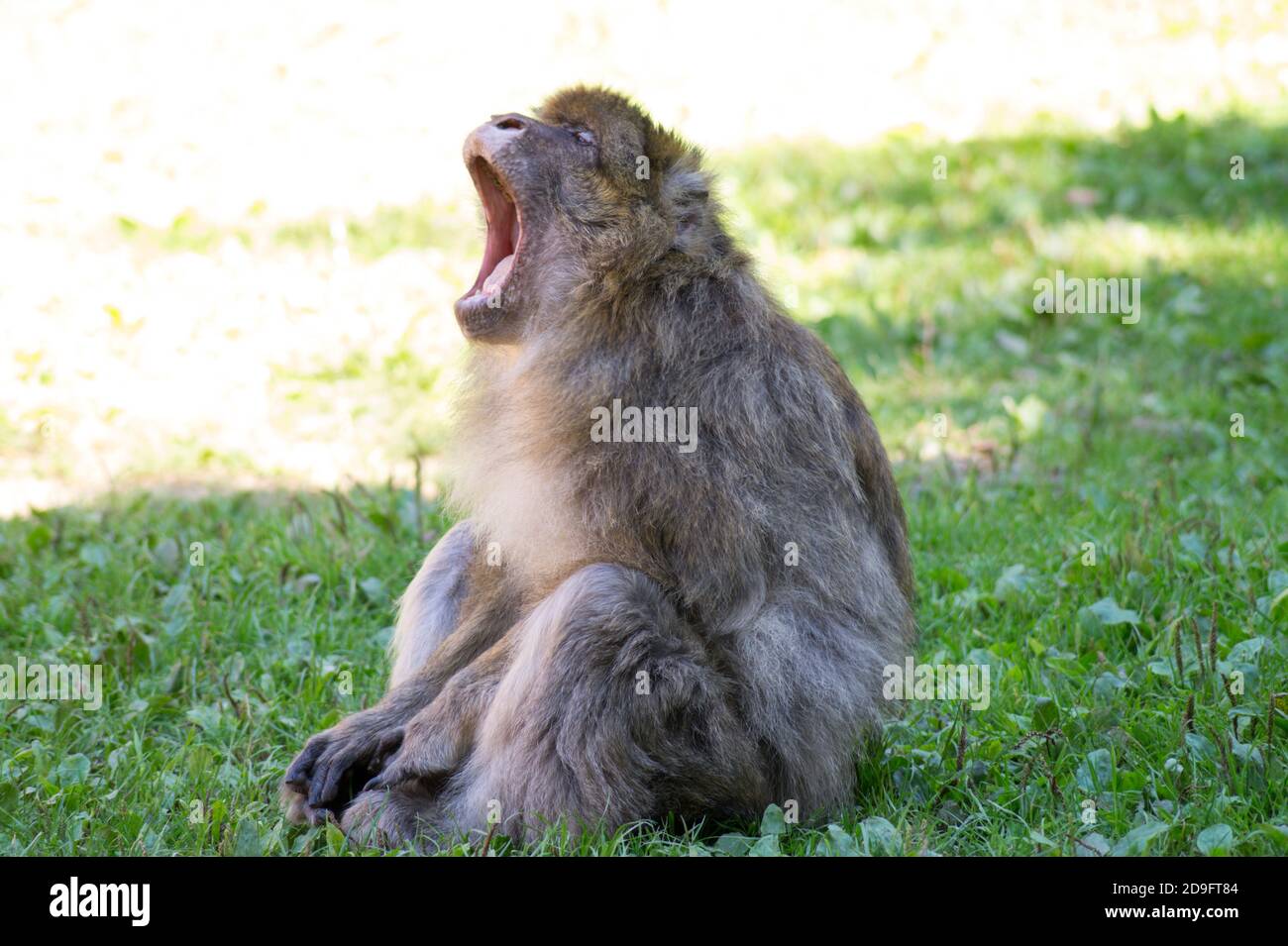 Reflex yawning hi-res stock photography and images - Alamy