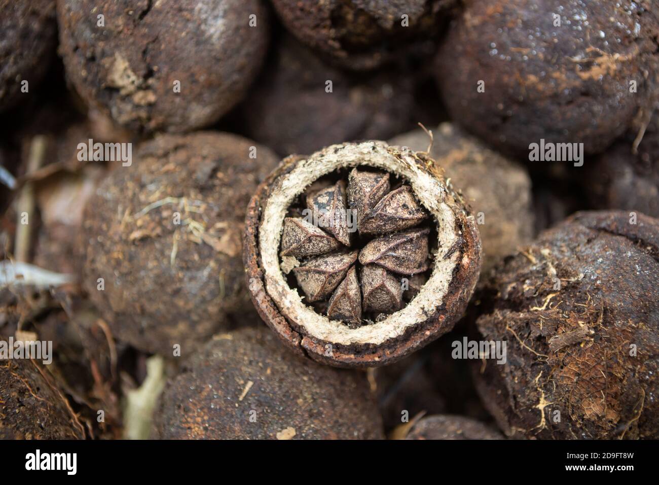 Biodiversity amazon hi-res stock photography and images - Alamy