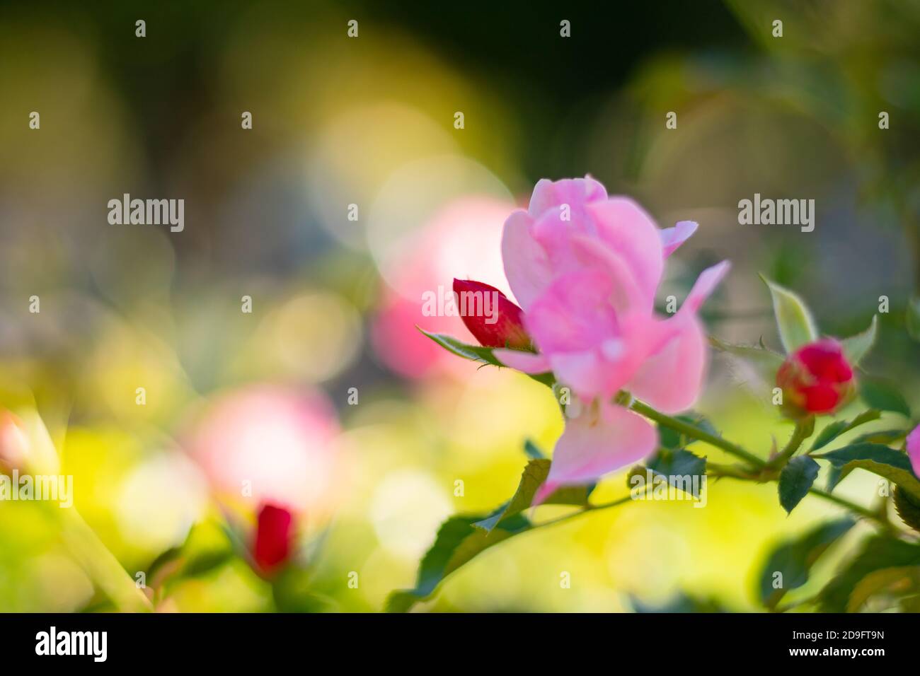 Red roses on branch hi-res stock photography and images - Alamy