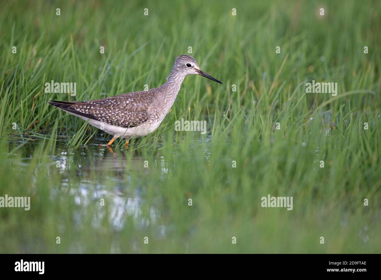 Lesser Yellowlegs (Tringa flavipes Stock Photo - Alamy