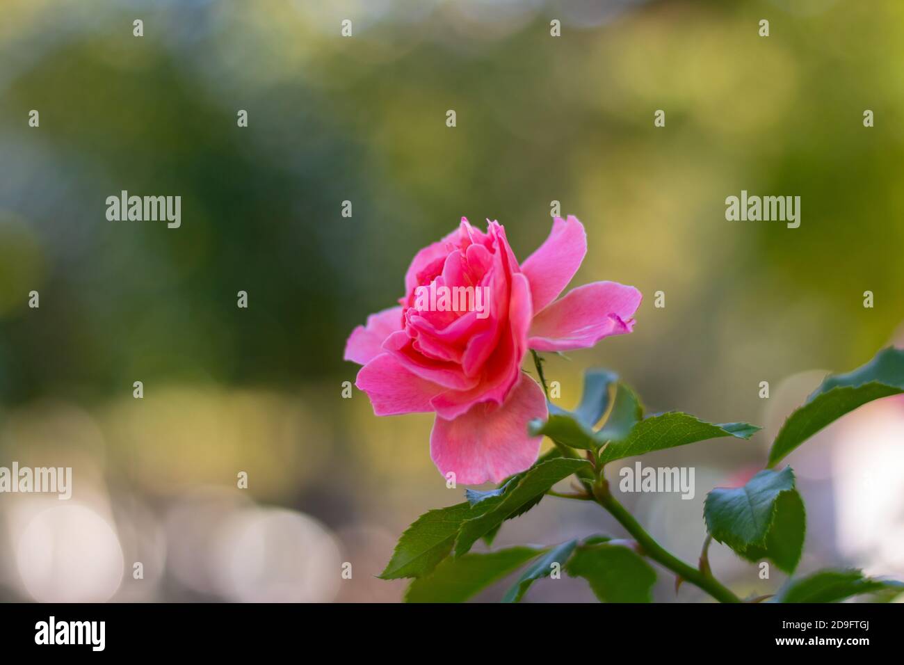 Pink rose in focus Stock Photo - Alamy
