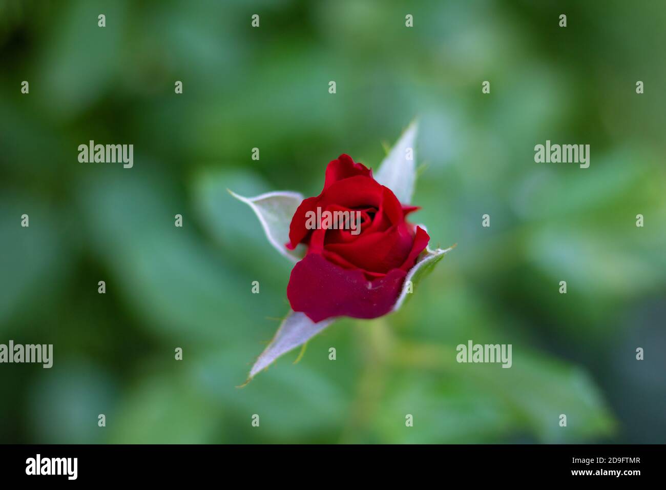 Red rose in focus Stock Photo - Alamy