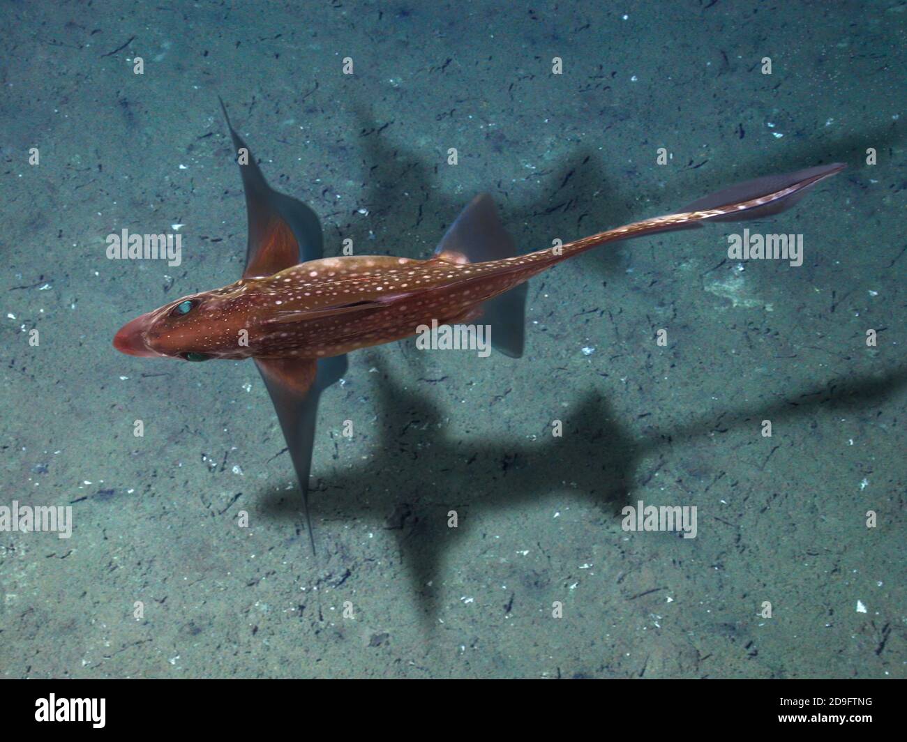 Hydrolagus Colliei High Resolution Stock Photography and Images - Alamy