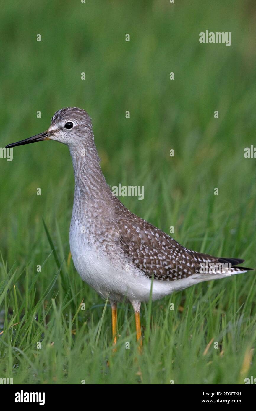 Juvenile lesser yellowlegs hi-res stock photography and images - Alamy